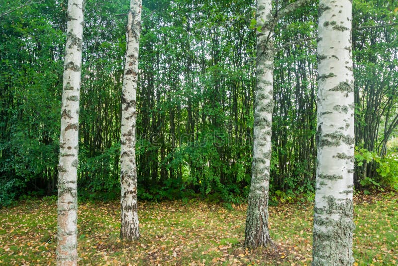 There is Birch Trunks and Background Texture of Thin Trees in Finland ...