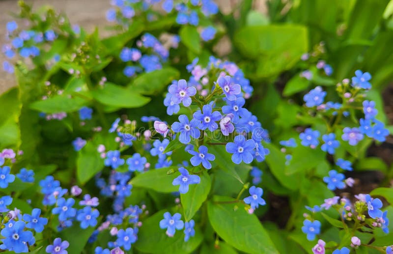 There are Blue Forget-me-nots Flowers in a Spring Flower Bed in Close ...