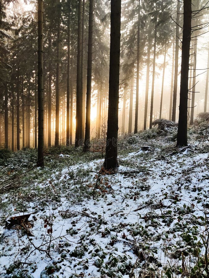 Sunset in the forest stock photo. Image of sunset, freezing - 207473724