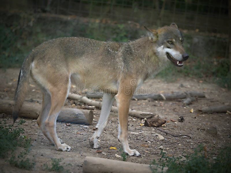 Wolf in ZOO close up stock photo. Image of family, detail - 150972442