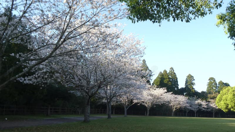 A Row of Cherry Blossom Trees Shining in the Sunset Stock Footage ...