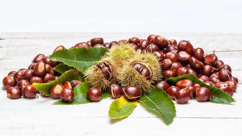 An lot off chestnuts stock image. Image of seed, fall - 100890633