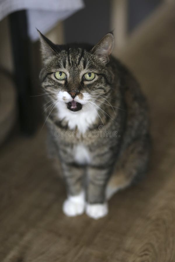 There is a Civet Cat Standing on the Floor Stock Image - Image of nose ...