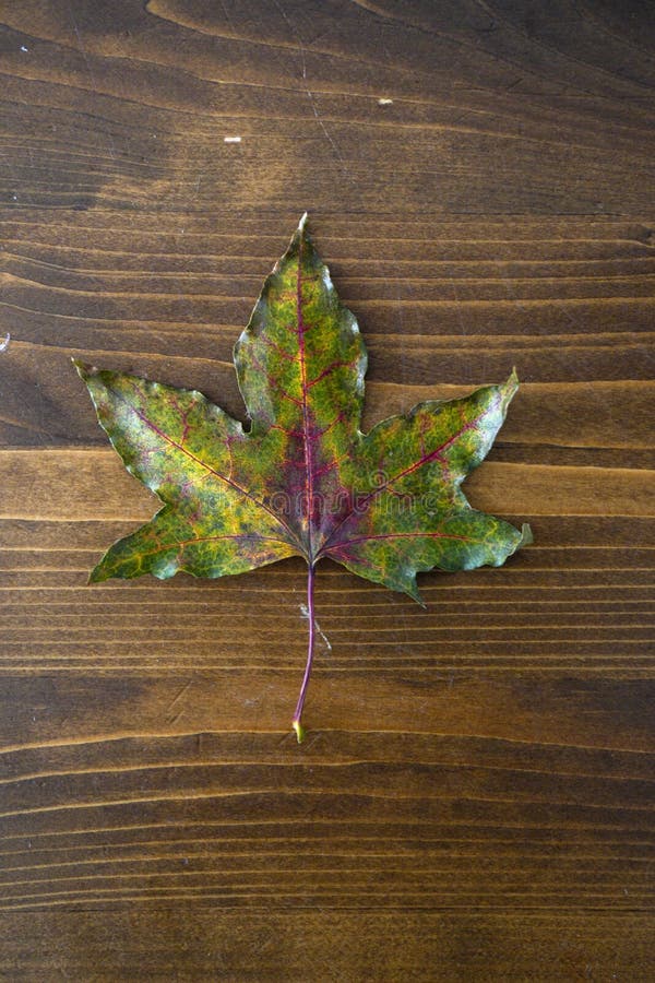 There is a Complete and Beautiful Collection of Maple Leaf Specimens on ...