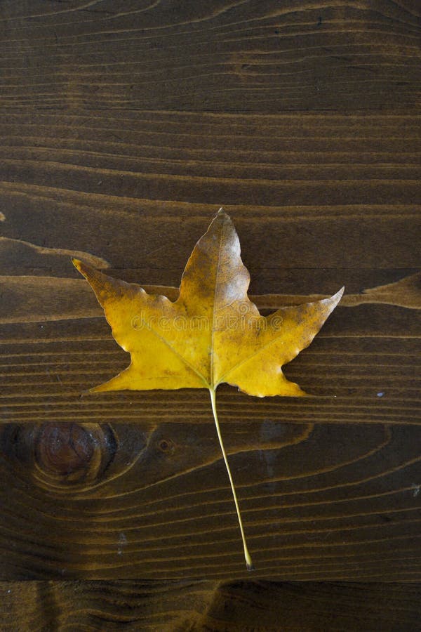 There is a Complete and Beautiful Collection of Maple Leaf Specimens on ...