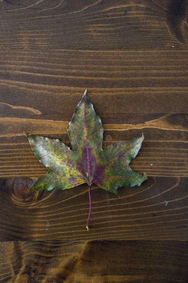There is a Complete and Beautiful Collection of Maple Leaf Specimens on ...