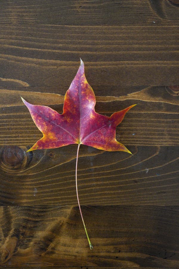 There is a Complete and Beautiful Collection of Maple Leaf Specimens on ...