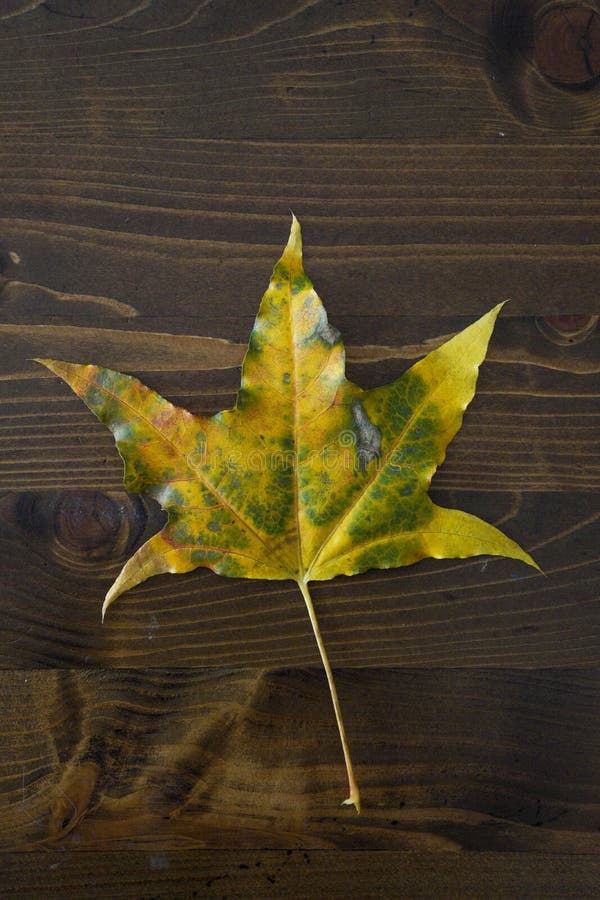 There is a Complete and Beautiful Collection of Maple Leaf Specimens on ...