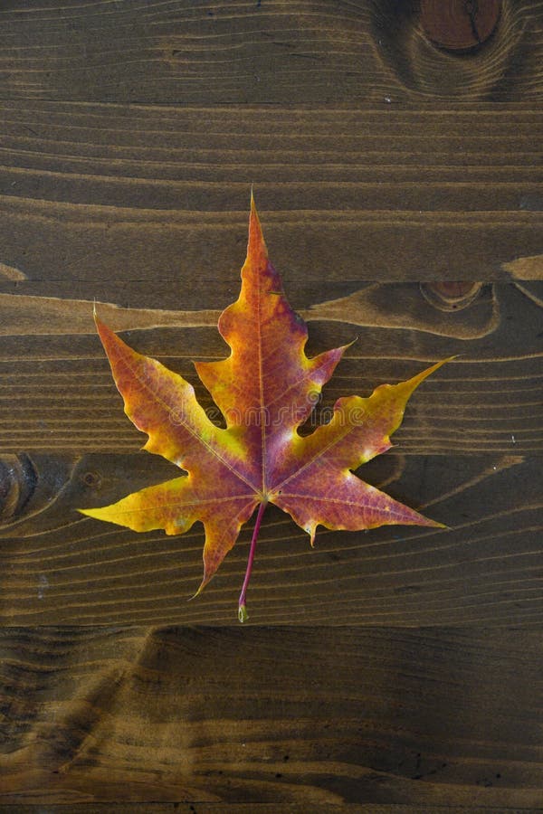 There is a Complete and Beautiful Collection of Maple Leaf Specimens on ...