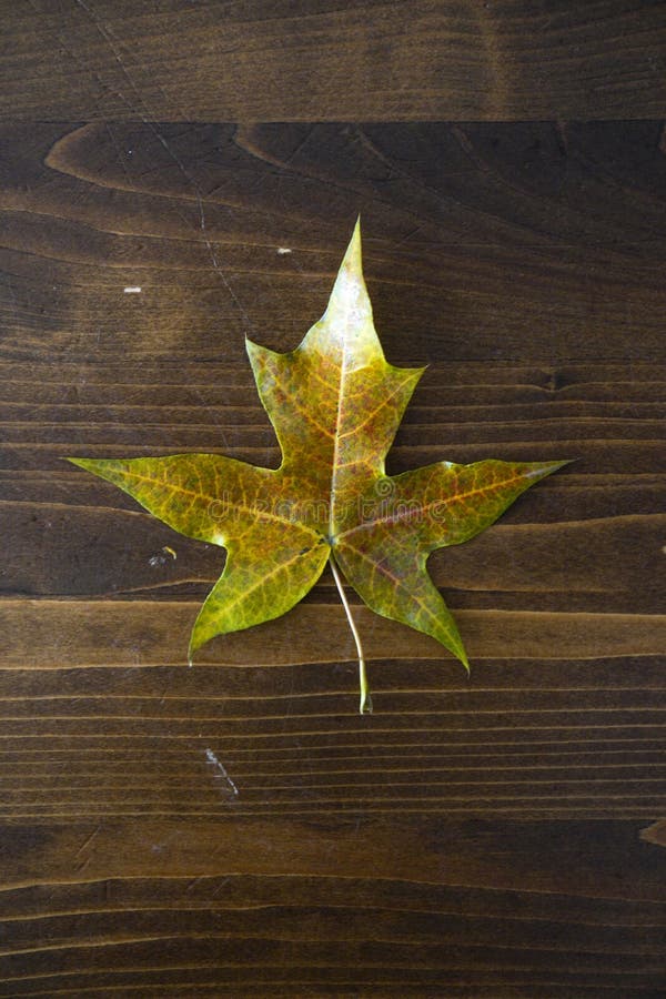 There is a Complete and Beautiful Collection of Maple Leaf Specimens on ...