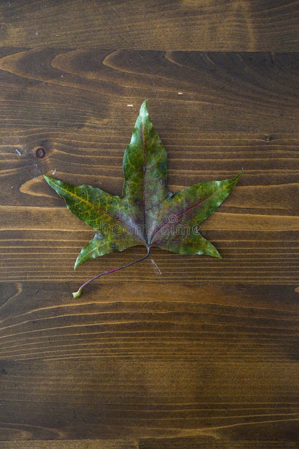 There is a Complete and Beautiful Collection of Maple Leaf Specimens on ...