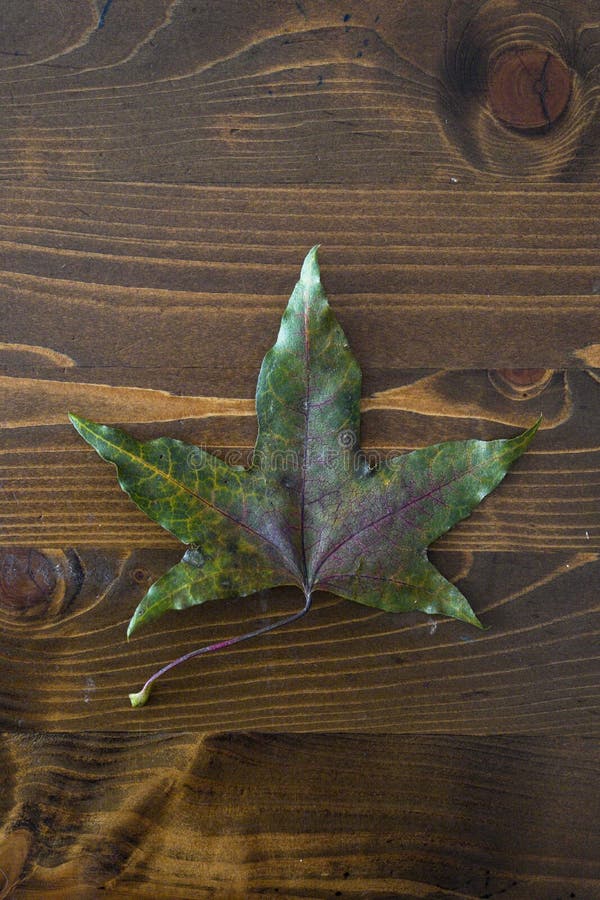 There is a Complete and Beautiful Collection of Maple Leaf Specimens on ...