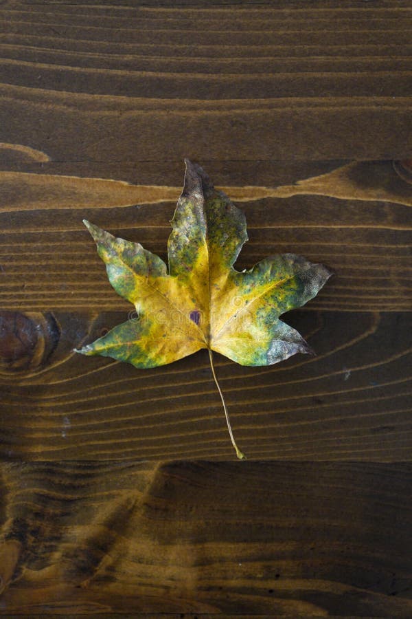 There is a Complete and Beautiful Collection of Maple Leaf Specimens on ...