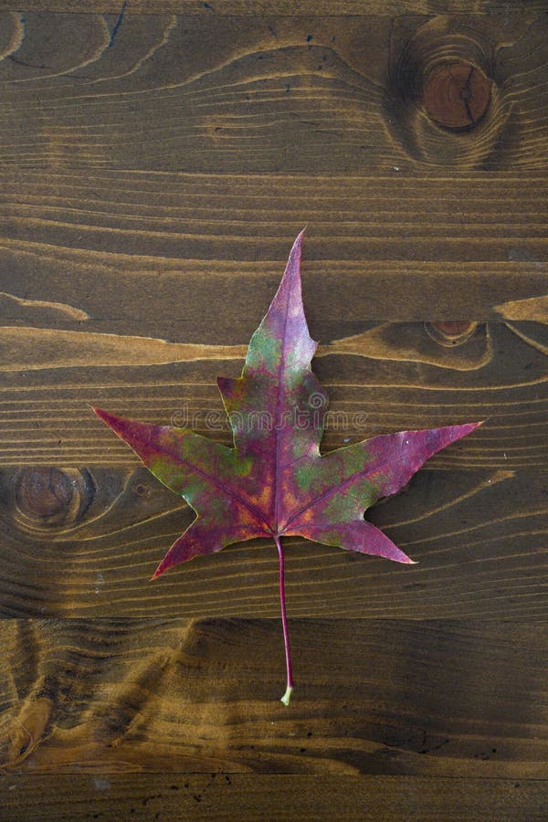 There is a Complete and Beautiful Collection of Maple Leaf Specimens on ...