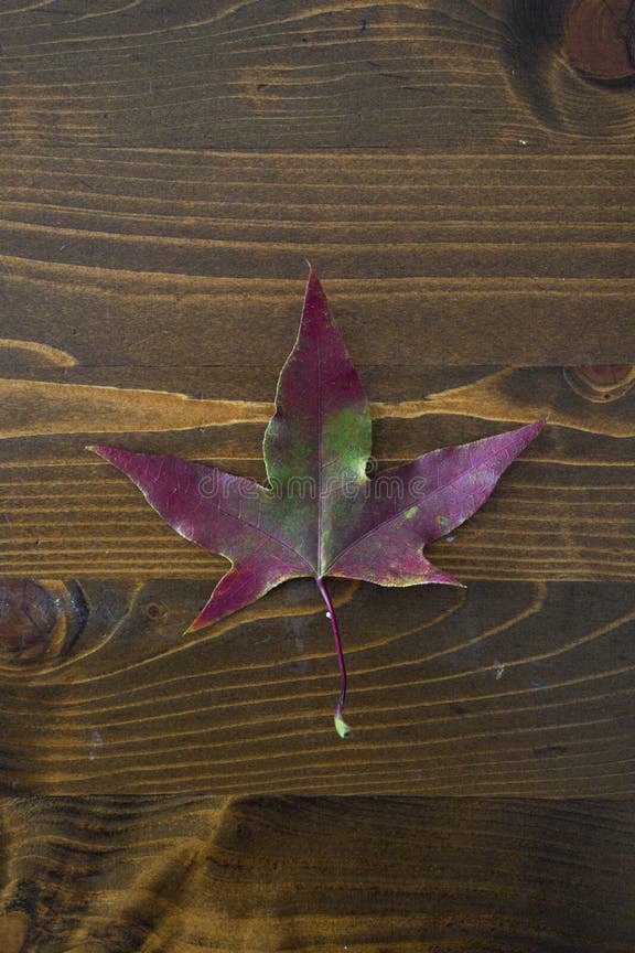 There is a Complete and Beautiful Collection of Maple Leaf Specimens on ...