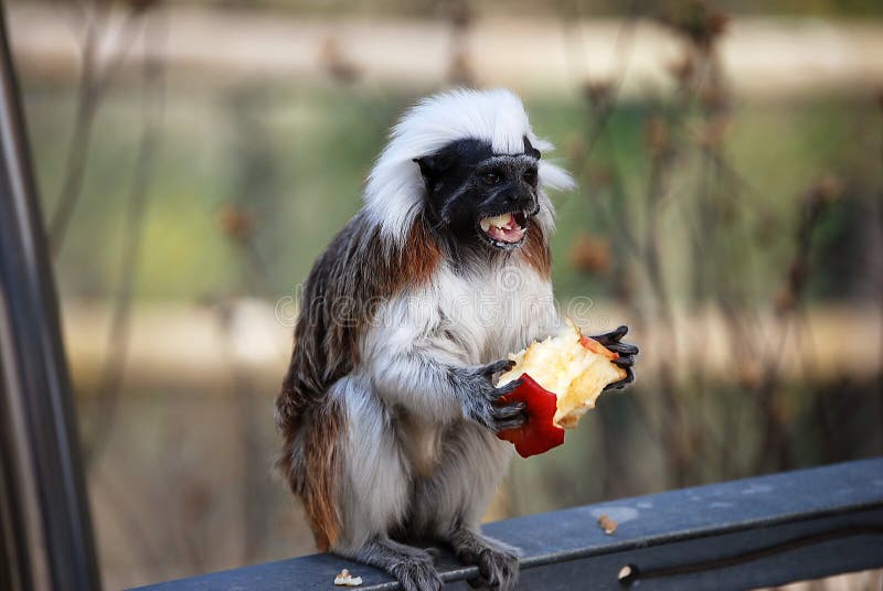 Tamarin Eating Food In An Enclosure At The Zoo Stock Image - Image of ...