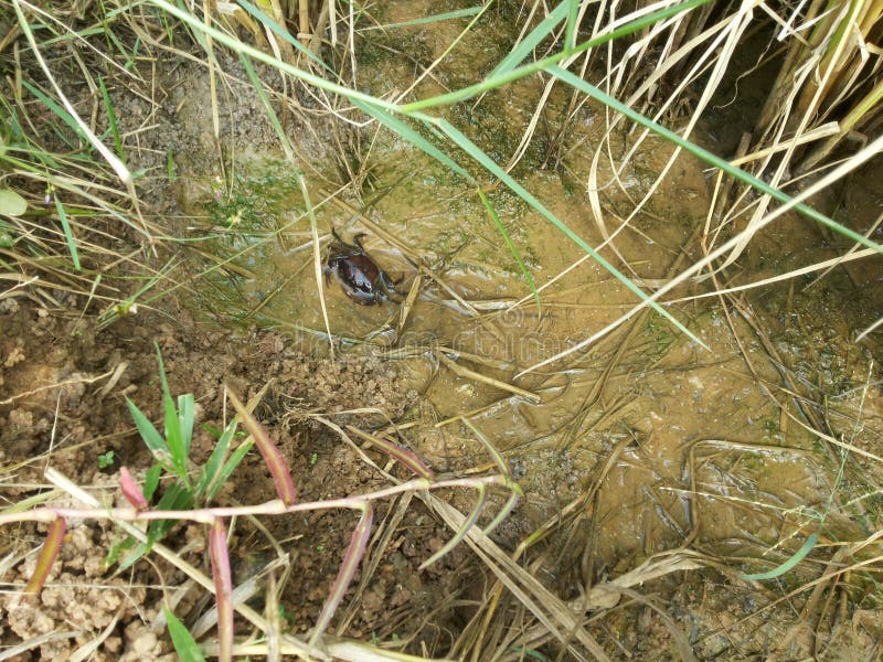 Crab in a puddle. stock photo. Image of plant, insect - 240965962