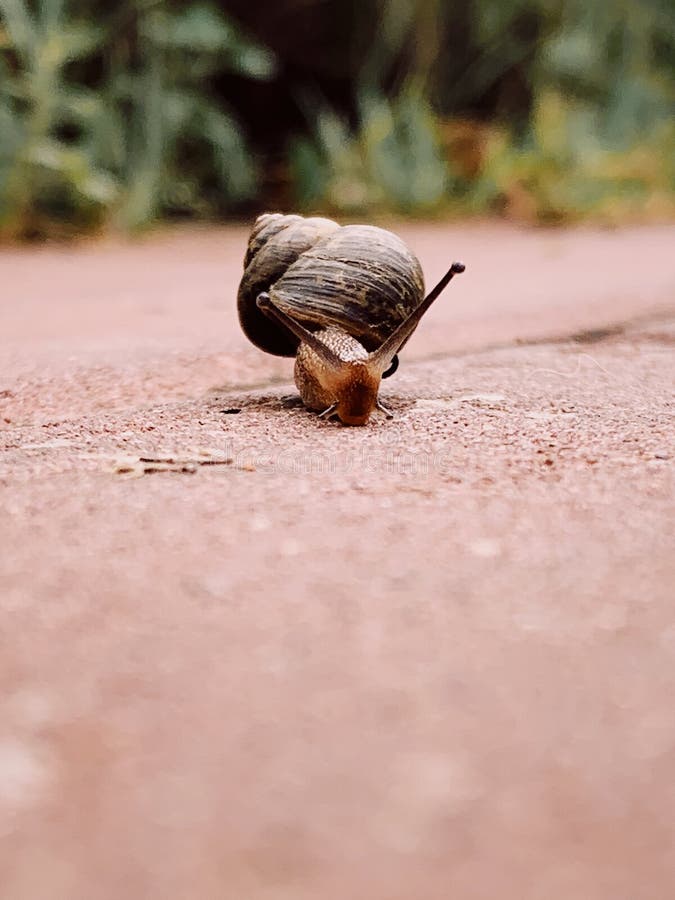 There is a Creeping Snail on the Ground Stock Photo - Image of insect ...