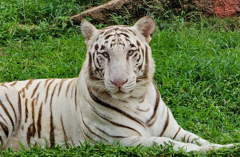 Close Up of White Tiger Looking in To the Camera Stock Image - Image of ...