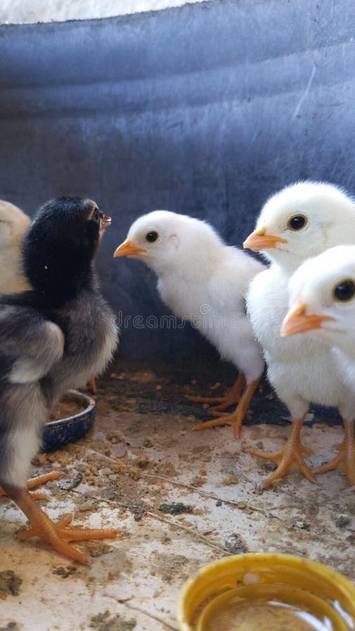 There a Cute Chicks in Cages Stock Photo - Image of cages, chicks ...