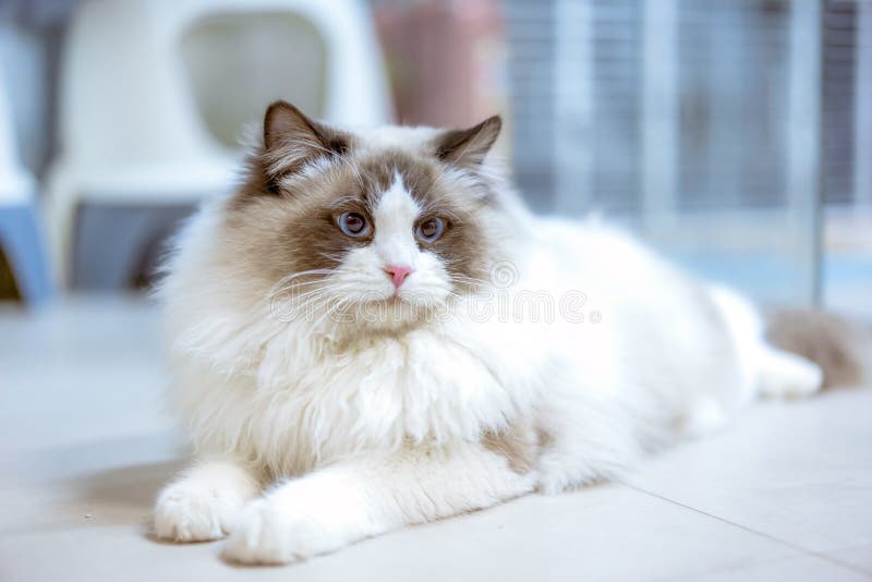 There is a Cute Muppet Cat in the Room Stock Image - Image of pair ...