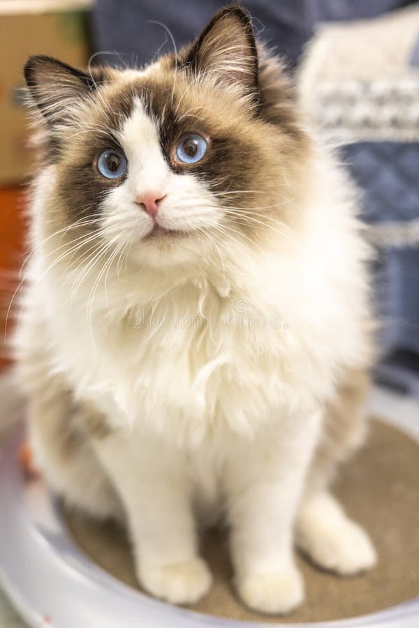 There is a Cute Muppet Cat in the Room Stock Photo - Image of face ...