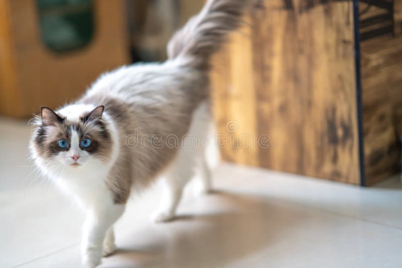 There is a Cute Muppet Cat in the Room Stock Image - Image of puppy ...