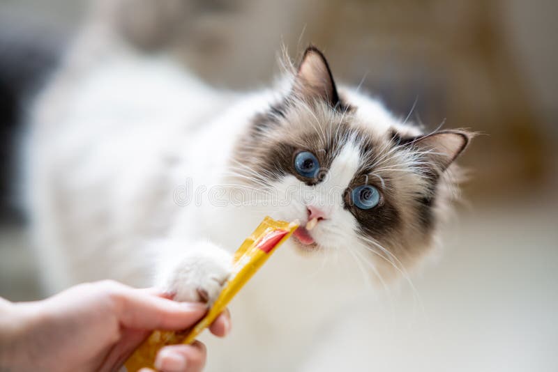 There is a Cute Muppet Cat in the Room Stock Photo - Image of pair ...