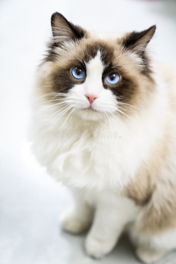 There is a Cute Muppet Cat in the Room Stock Image - Image of fairy ...