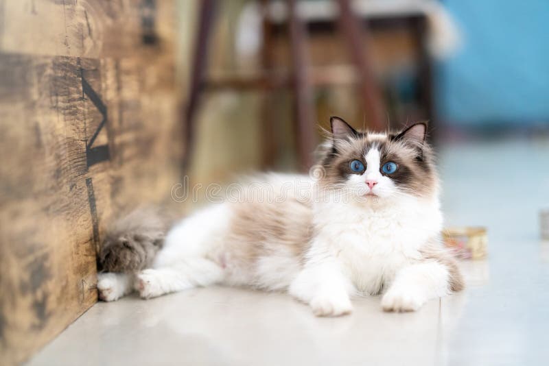 There is a Cute Muppet Cat in the Room Stock Photo - Image of cats ...