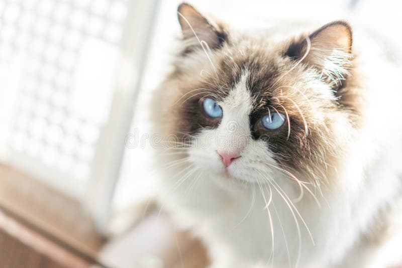 There is a Cute Muppet Cat in the Room Stock Photo - Image of docile ...