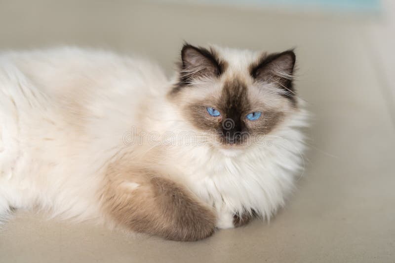 There is a Cute Muppet Cat in the Room Stock Image - Image of docile ...