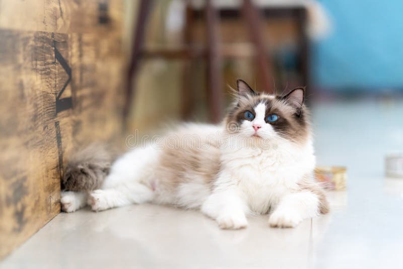 There is a Cute Muppet Cat in the Room Stock Image - Image of docile ...