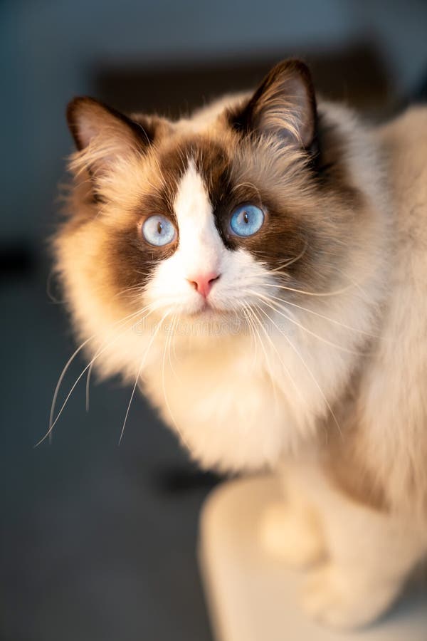 There is a Cute Muppet Cat in the Room Stock Photo - Image of muppets ...