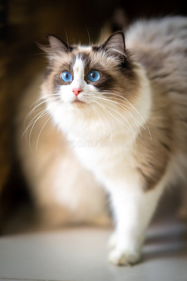 There is a Cute Muppet Cat in the Room Stock Photo - Image of ...