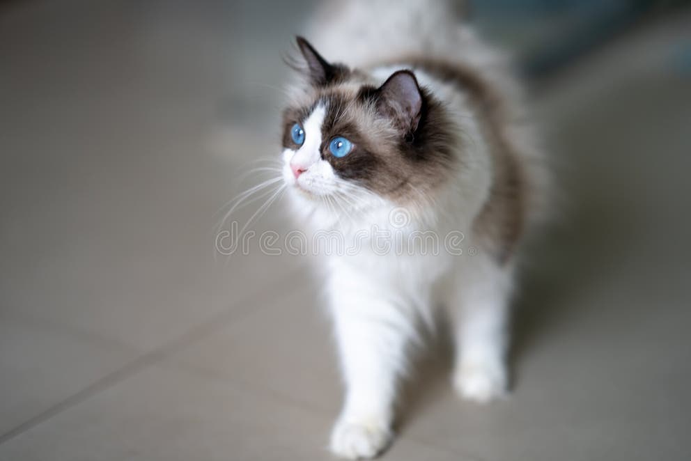 There is a Cute Muppet Cat in the Room Stock Photo - Image of muppets ...