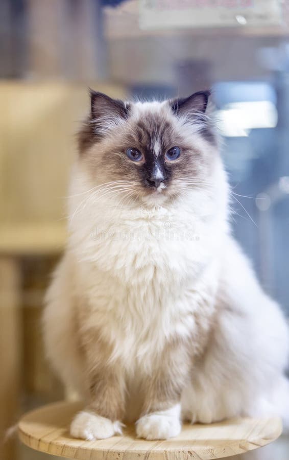 There is a Cute Muppet Cat in the Room Stock Image - Image of cats ...