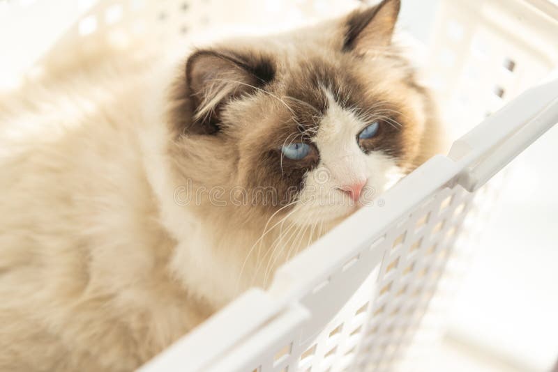 There is a Cute Muppet Cat in the Room Stock Photo - Image of docile ...