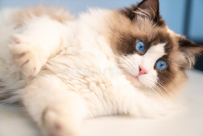 There is a Cute Muppet Cat in the Room Stock Image - Image of ...