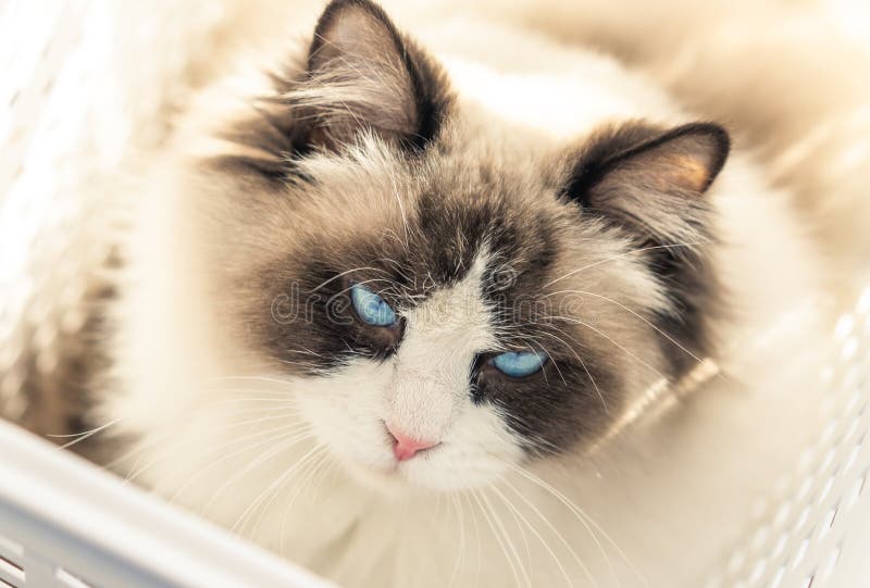 There is a Cute Muppet Cat in the Room Stock Photo - Image of pair ...