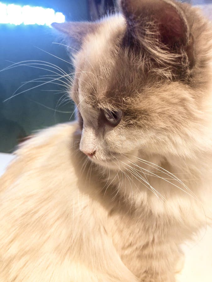 There is a Cute Muppet Cat in the Room Stock Photo - Image of muppets ...