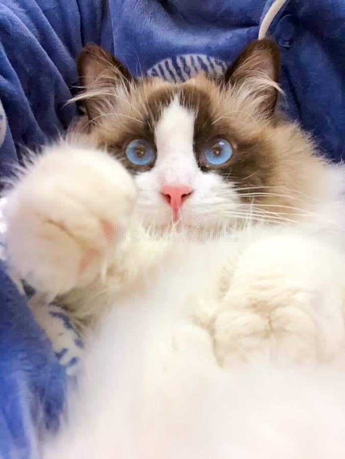 There is a Cute Muppet Cat in the Room Stock Photo - Image of cats ...