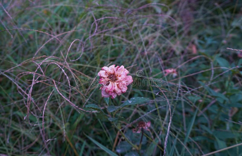 A Dead Flower among the Grass Stock Photo - Image of flora, season ...