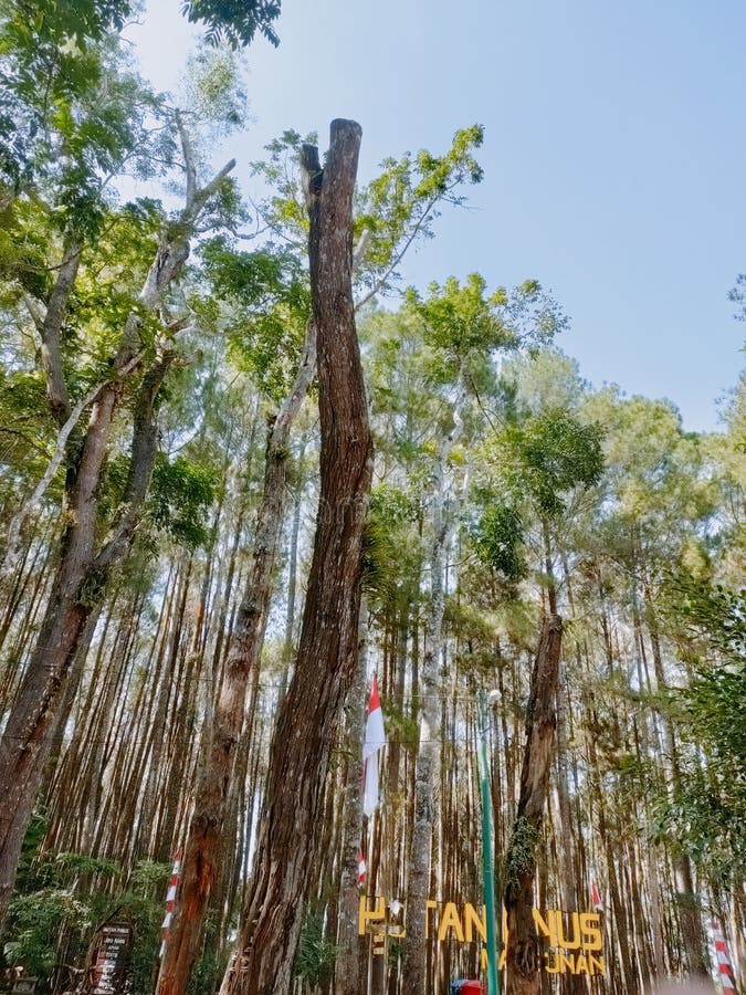 There are Dead Tree Trunks and Various Other Types of Trees Lined Up ...