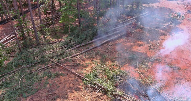 Destruction of Forest, Deforestation and Damaging Environment. Stock ...