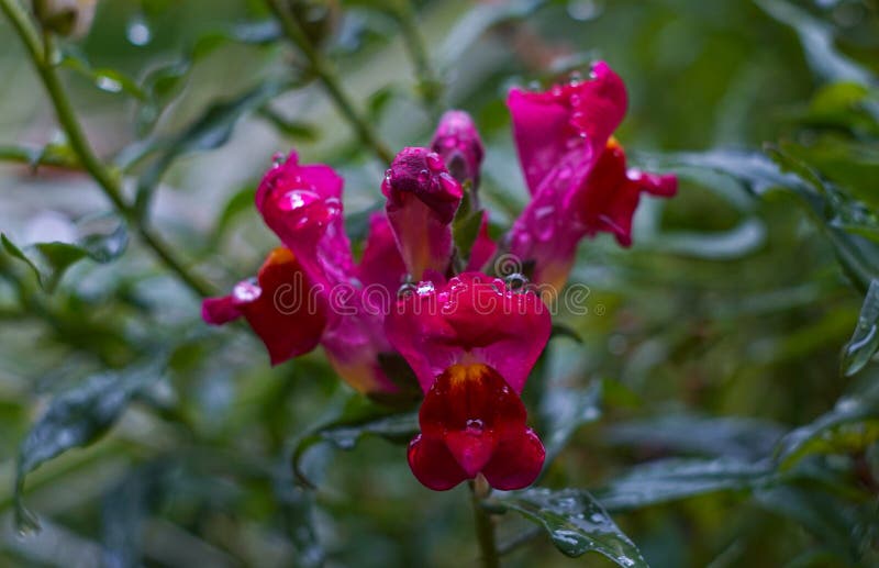 A Drop of Water on a Bell Flower Stock Image - Image of bell, nature ...