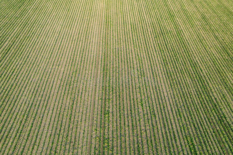 There is a Field Where Young Corn Sprouts Evenly in Rows on a Large ...