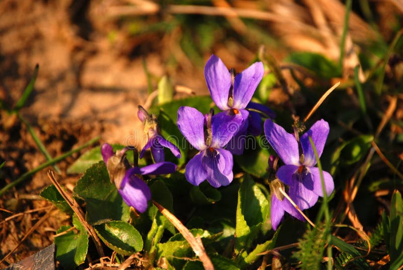 Violets stock photo. Image of light, blossom, smell - 249599264