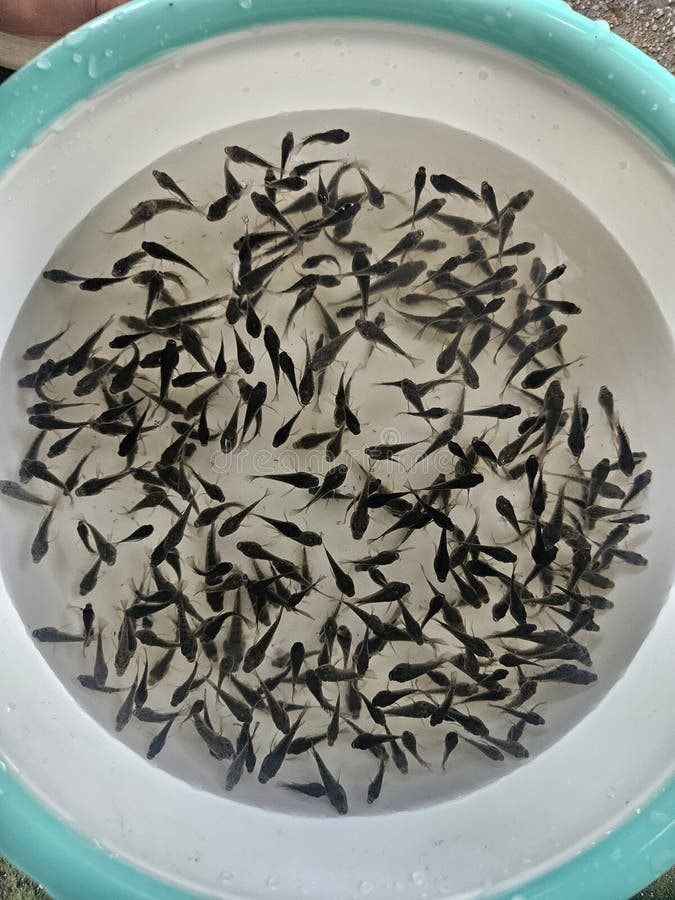 There are 100 Fish Fry in a White Tank. Stock Image - Image of white ...