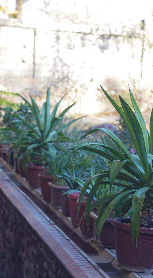 There are Flowers in a Row Along the Path Stock Photo - Image of ...